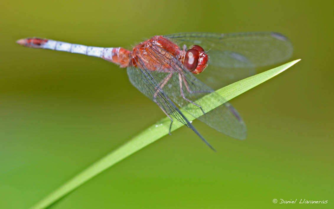 Red On Green By Dllavaneras On Deviantart