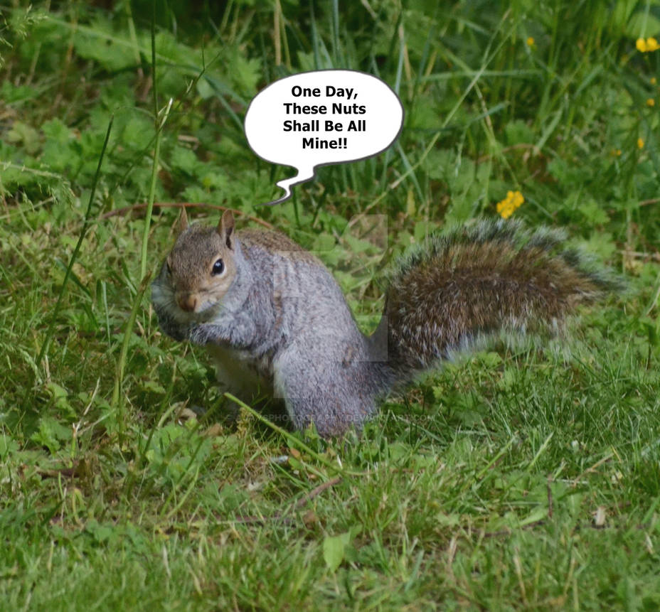 Evil Squirrel Caption By Ajaysphotography On Deviantart