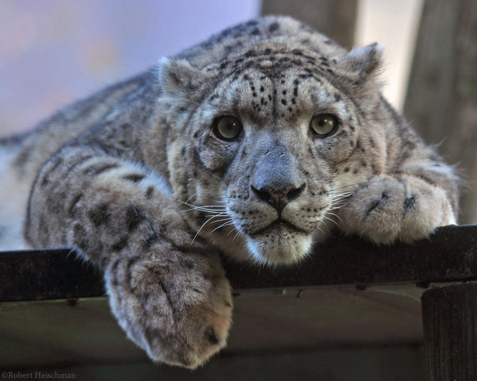 Snow Leopard 6589 by robbobert on DeviantArt Snow Leopard 6589 by robbobert on DeviantArt