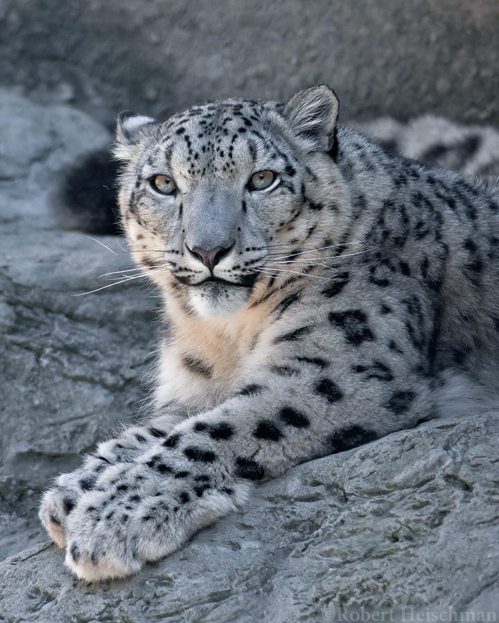 Snow Leopard 2458 by robbobert on DeviantArt Snow Leopard 2458 by robbobert on DeviantArt