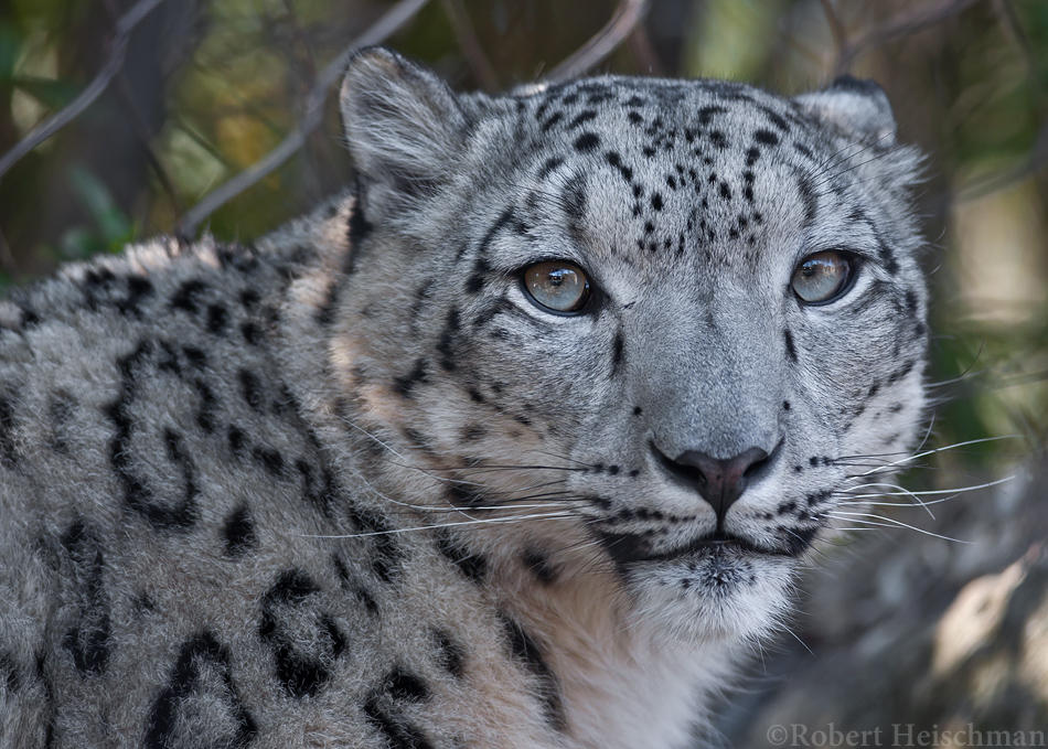 Snow Leopard 2836 by robbobert on DeviantArt Snow Leopard 2836 by robbobert on DeviantArt
