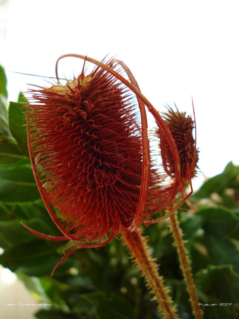 spiny-flower by XTRMINATOR on DeviantArt