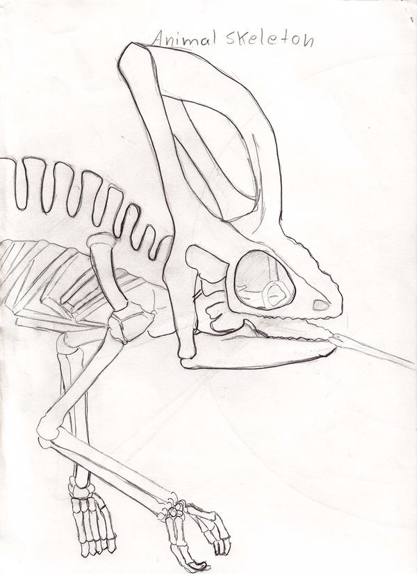chameleon skeleton by L337neo on DeviantArt