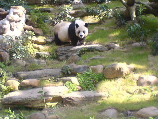 AnAn the Panda by aliencube on DeviantArt