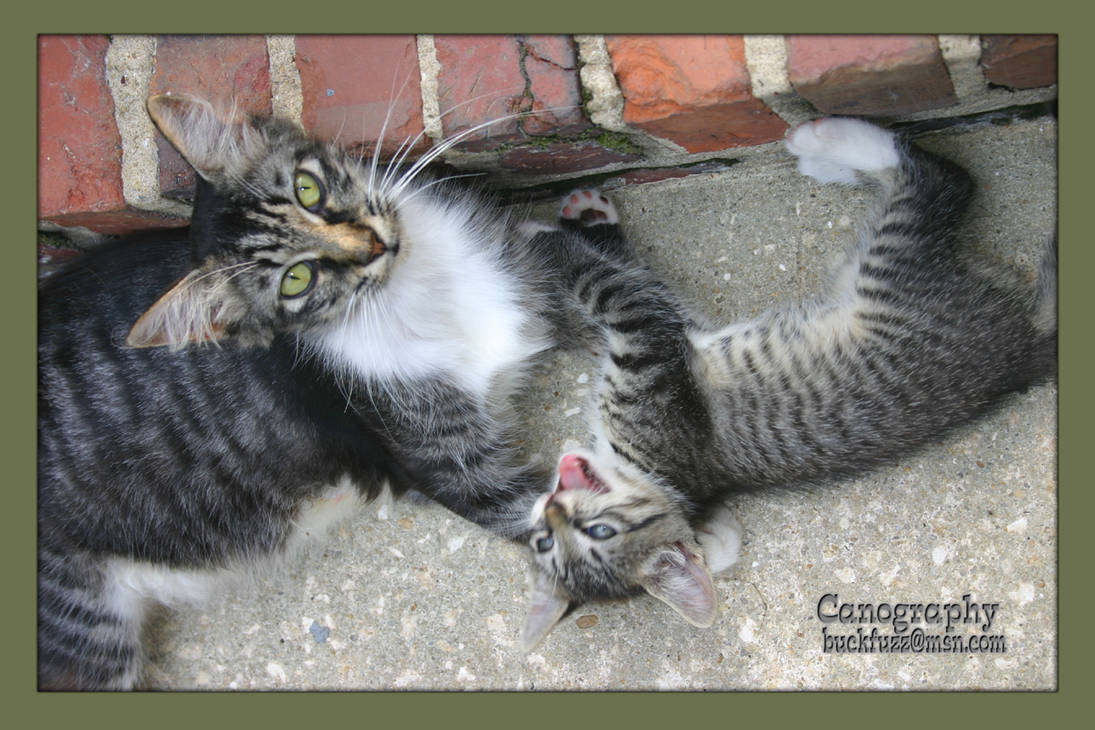 Whatz Luv got to do with IT? by Canography on DeviantArt