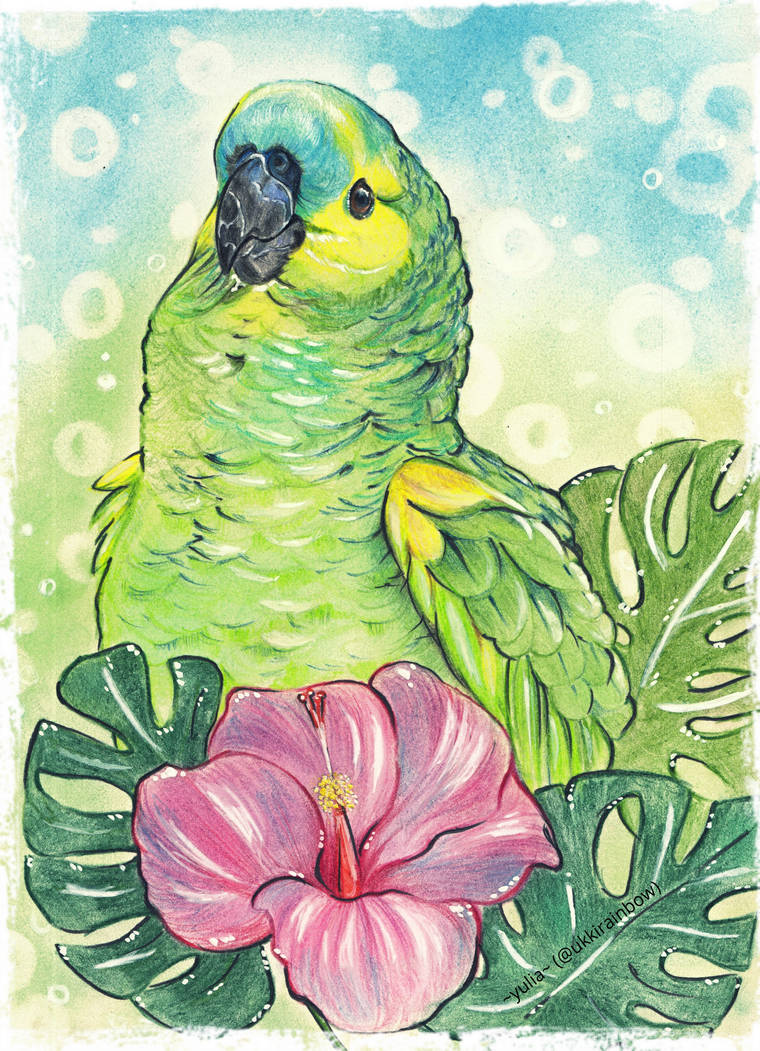 Parrot by UkkiRainbow on DeviantArt Parrot by UkkiRainbow on DeviantArt