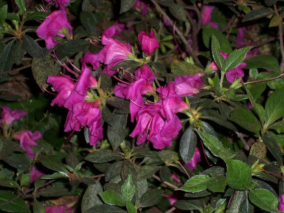 wilted azalea by allisbeautiful on DeviantArt