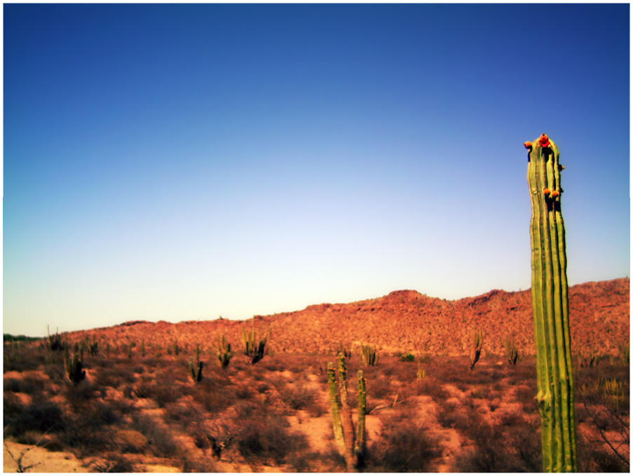 Kino Bay Desert by pepe-charly on DeviantArt