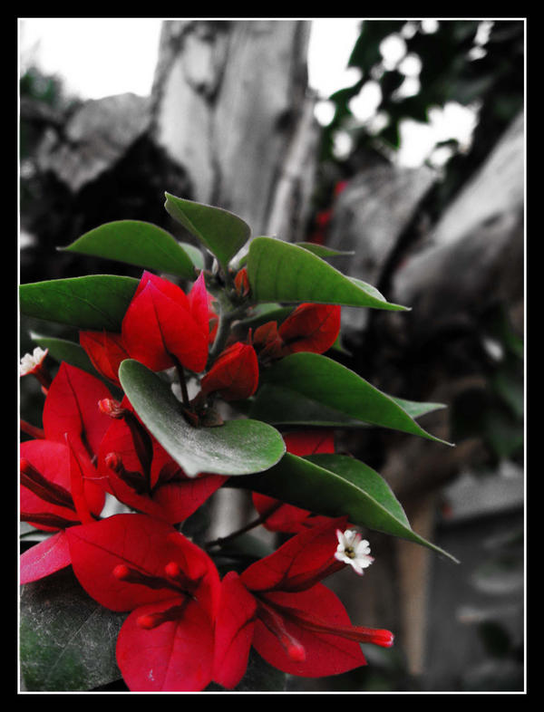 Red n Green by scorpion2kpk on DeviantArt