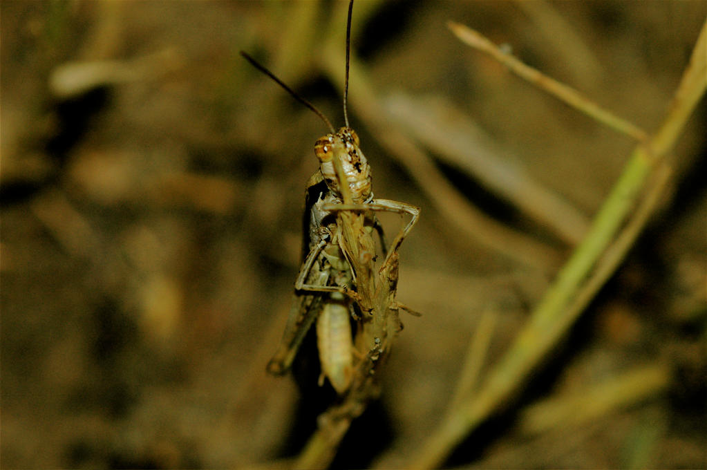 The Angry Hopper... by guitarzzz on DeviantArt