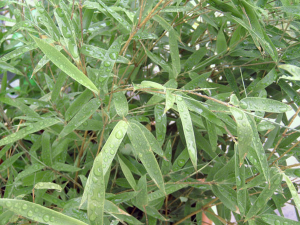 bamboooooo by blueberryshake on DeviantArt