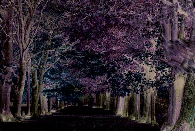 Nightmare Forest by dark-fang7 on DeviantArt