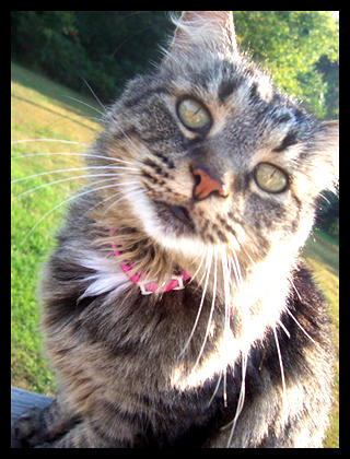 Milly The Cat by busySTREETS on DeviantArt