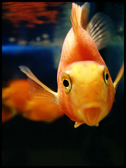 Laughing fish by aleania on DeviantArt