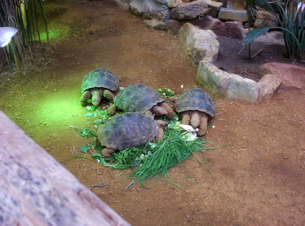 Chester Zoo - Tortoise by tonyclifton49 on DeviantArt