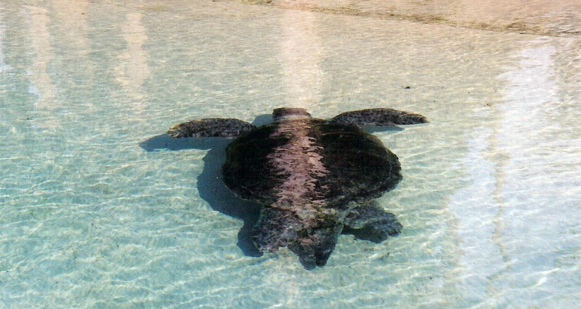 Sea Turtle in Captivity by vega78 on DeviantArt