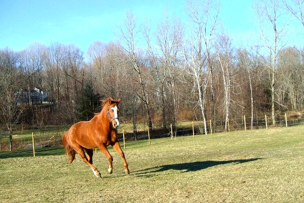 Tarzan by plaugeofnightmares on DeviantArt
