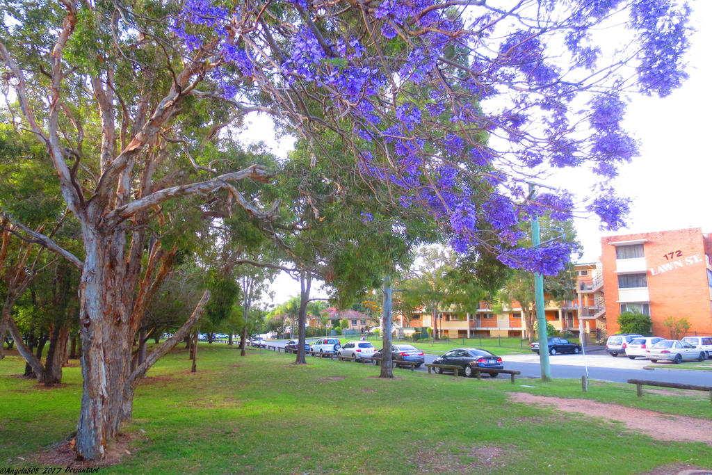 My Jacaranda Tree By Angela808 On Deviantart