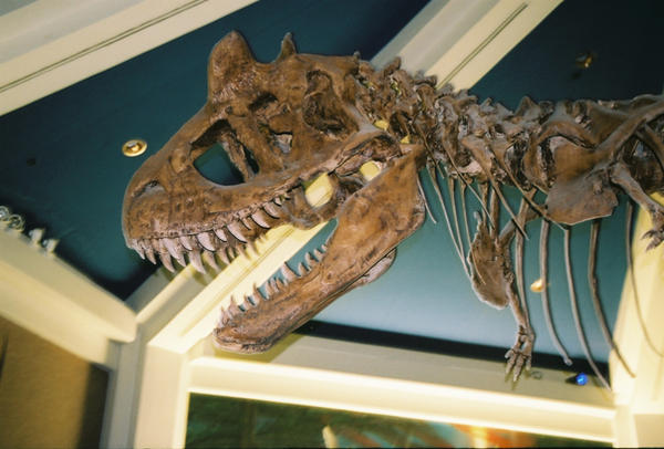 Carnotaurus Skull by DragonRiderofRohan on DeviantArt