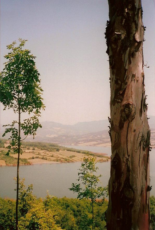 Alps - Tree by silverfootedthetis on DeviantArt