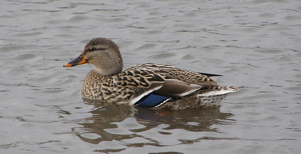 The odd duck? by Myrrachan on DeviantArt
