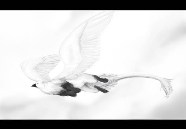 Ivory Gull Griffin by Shapooda on DeviantArt