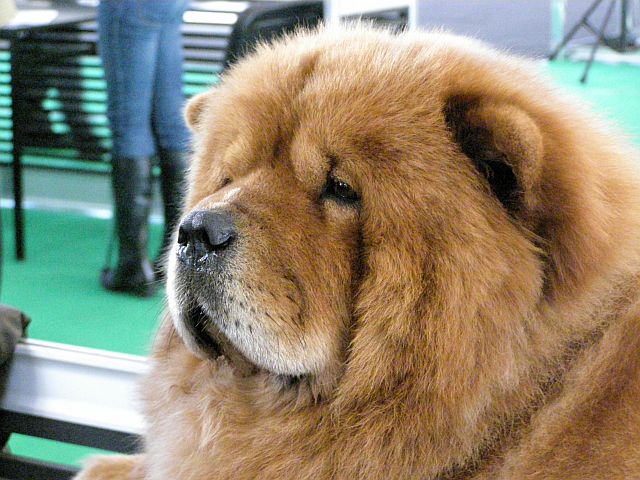 chow chow Bella by yadira-szara on DeviantArt