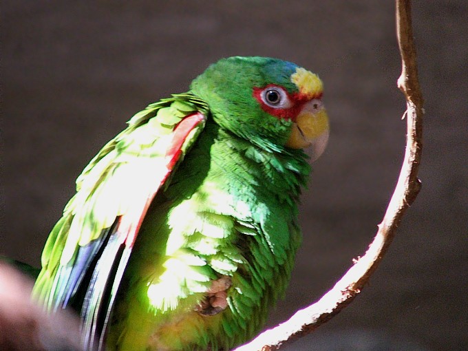 perico 2 by XtremeMiXeR on DeviantArt