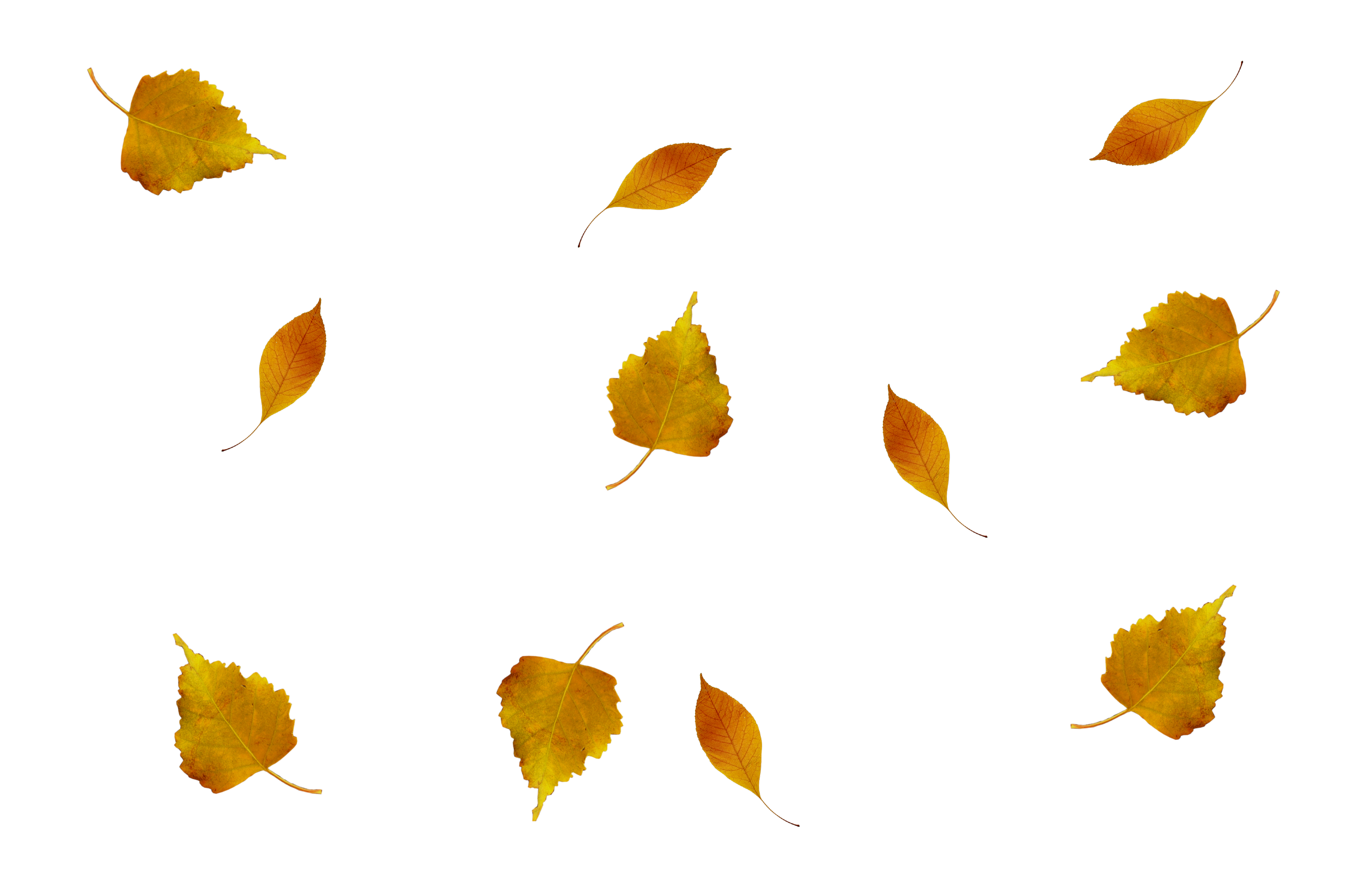 Ojas De Arbol Png Hojas De Arbol Png Folhas De Arvores Png Images