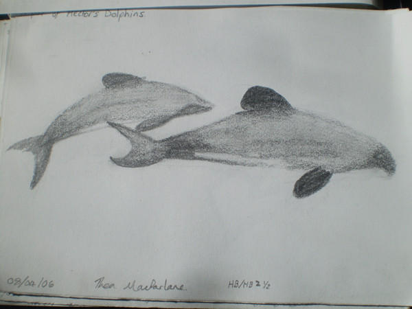 Hector's Dolphins by Endivinity on DeviantArt
