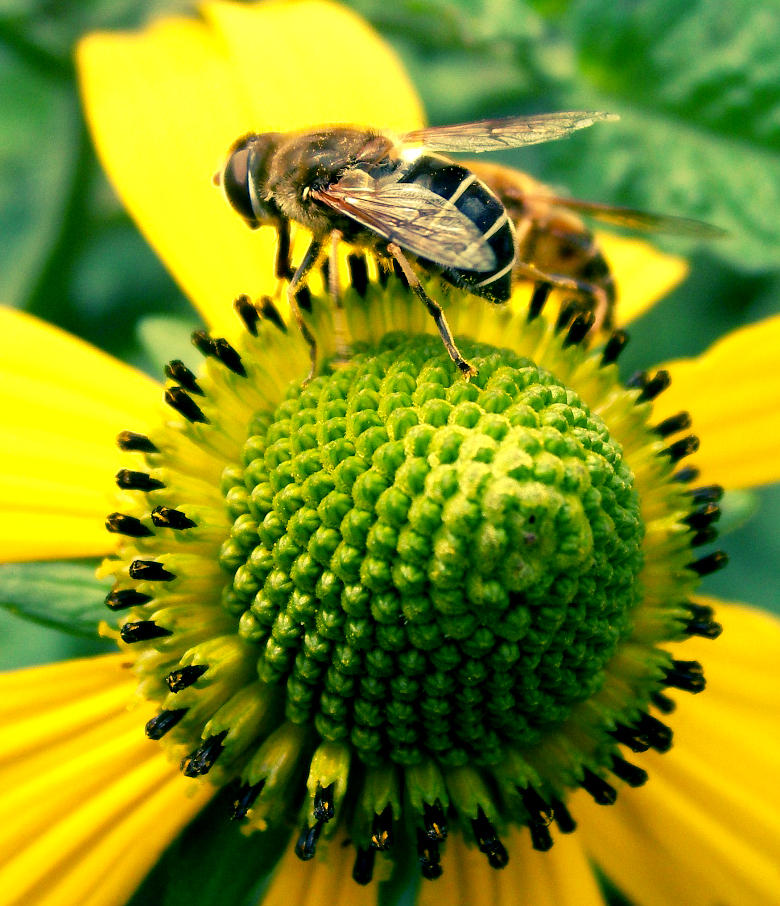 The Shy Bee by Gothicemily on DeviantArt