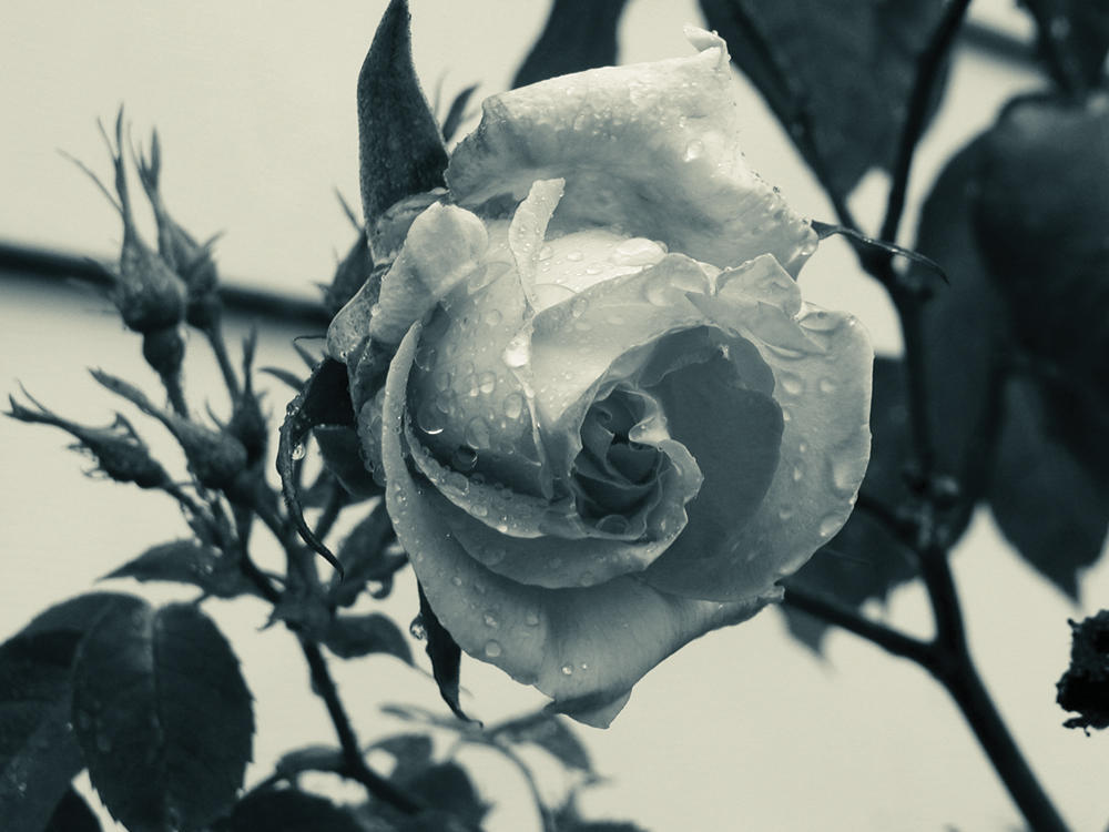 Thunder Rose by SerendipityByDesign on DeviantArt