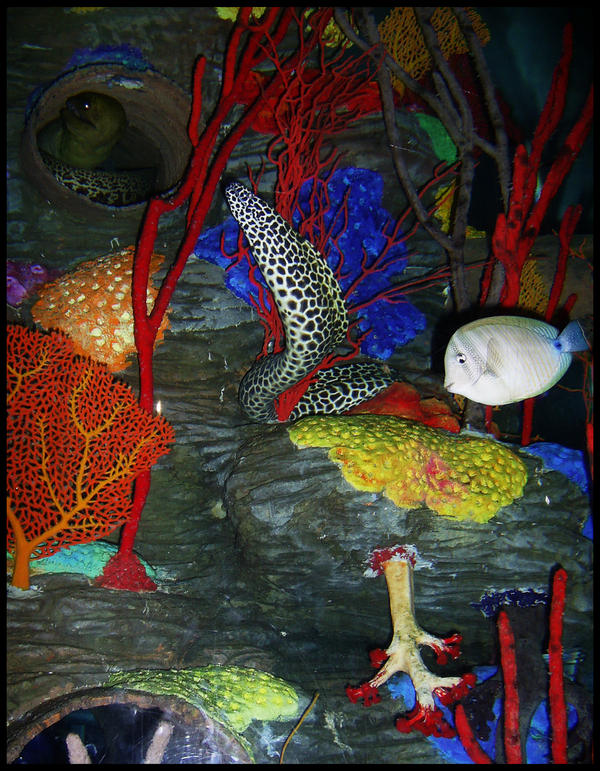Sea life 3 by laughingsirens on DeviantArt