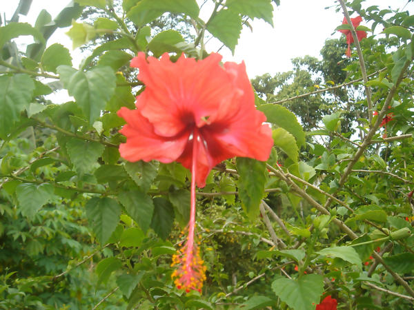 bunga raya by queen-emo on DeviantArt