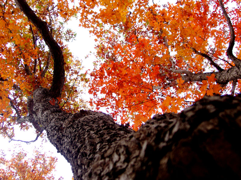 Lady Tree by Marybnary on DeviantArt