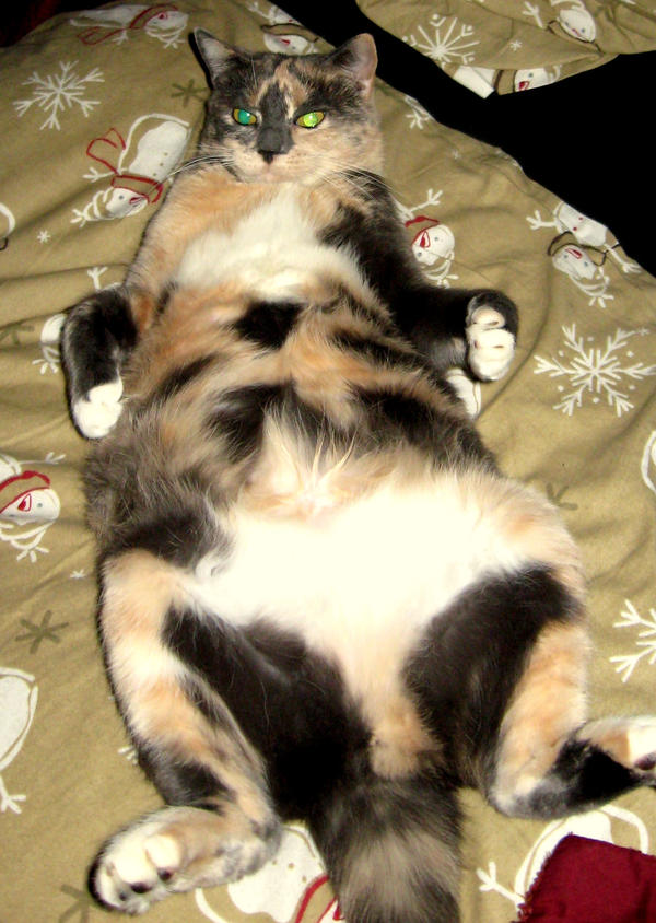 Fat kitty by Museofdreams on DeviantArt