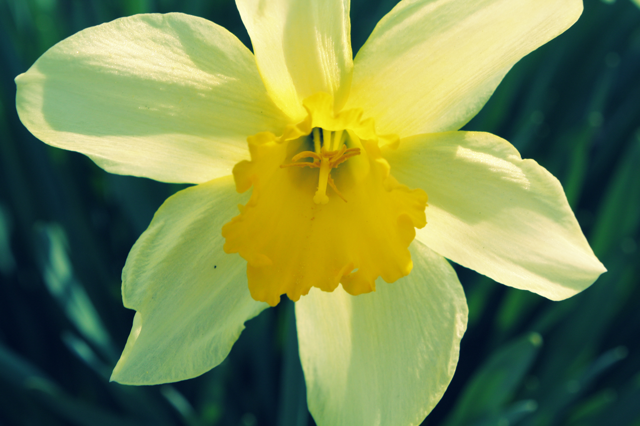 Sexy Flower By Tomasfigura On Deviantart