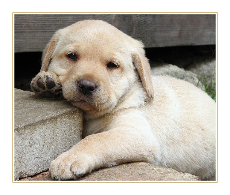 drowse dog by jeni-cek on DeviantArt