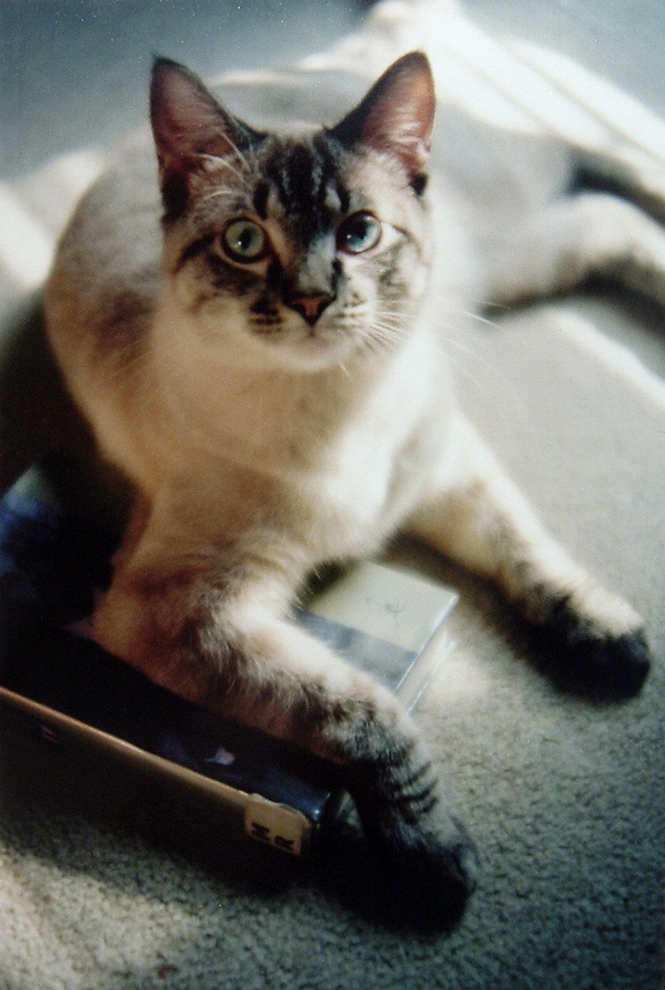 Gideon the cat. by felixwilliams on DeviantArt