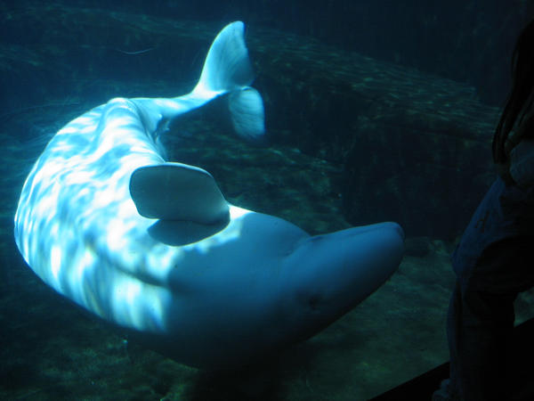 beluga 3 by squeekipigg on DeviantArt