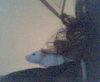 Scrap 01 by Dumbo-Rat on DeviantArt