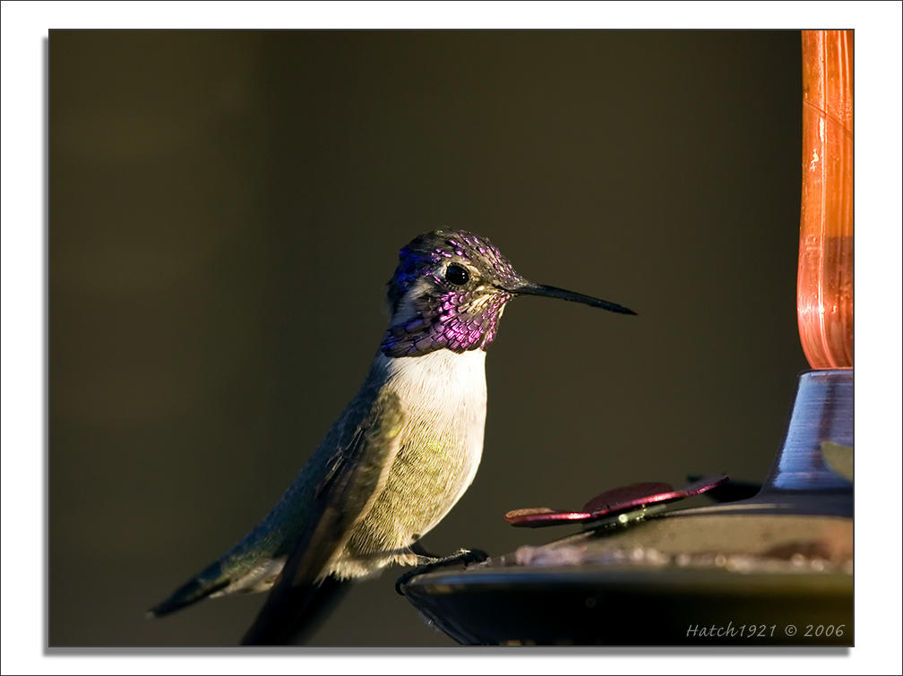 Summers Hummer 2 by Hatch1921 on DeviantArt