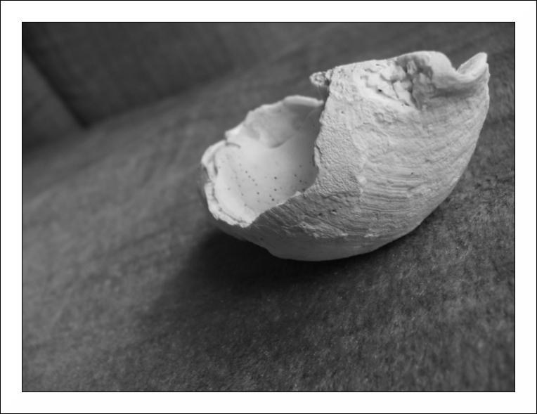 Shell Side View By Makrokosmos On Deviantart