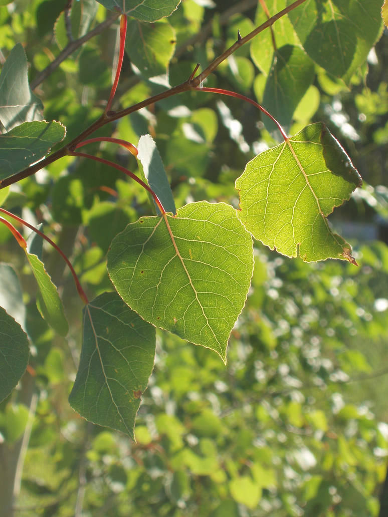 Leaves In Summer by AggregateEngineer on DeviantArt