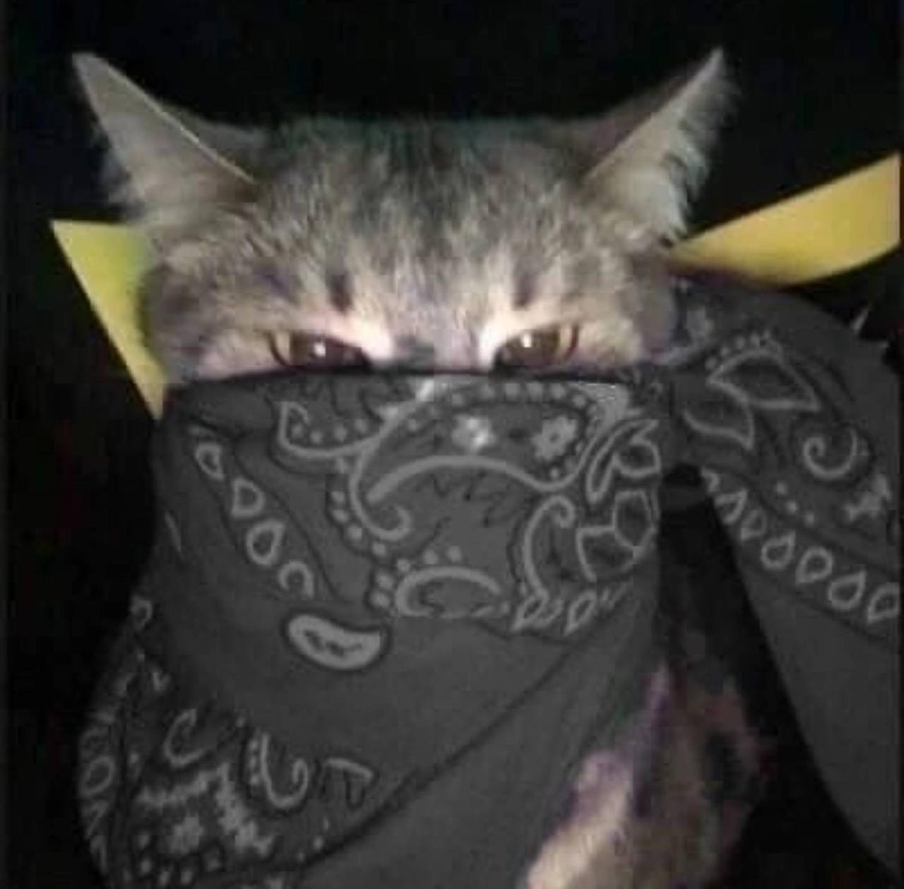 GANGSTA CAT By Fantheman Rebooted2 On DeviantArt gangsta-cat-by-fantheman-rebooted2-on-deviantart
