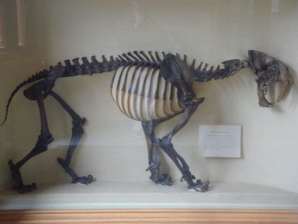 Smilodon Skeleton by Jagabor on DeviantArt Smilodon Skeleton by Jagabor on DeviantArt