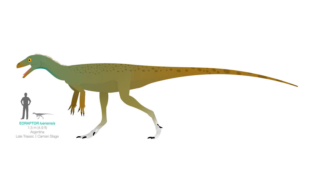 Eoraptor lunensis by Qianzhousaurus on DeviantArt Eoraptor lunensis by Qianzhousaurus on DeviantArt