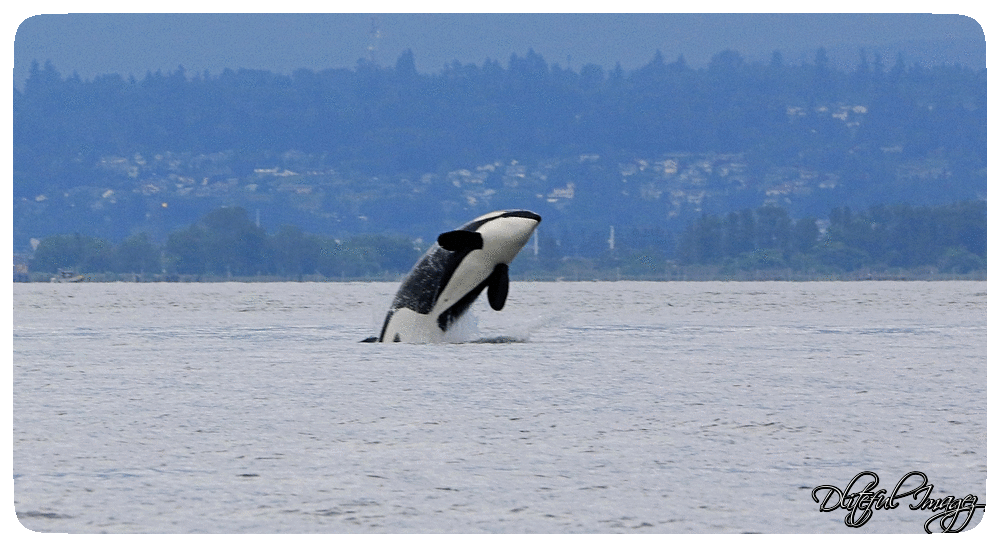 Orca Breaching By Dlitefulimagez On Deviantart