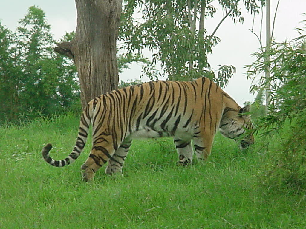 AK Tigers 4 by AreteStock on DeviantArt