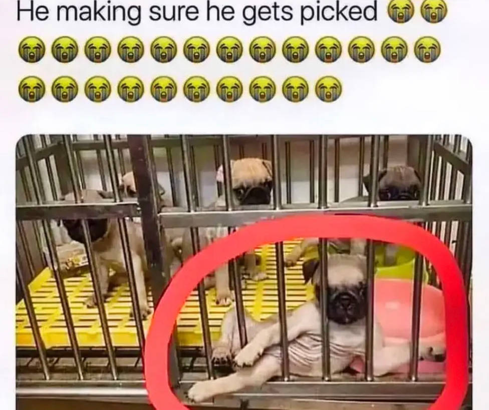 meme #6? by urmomishort on DeviantArt